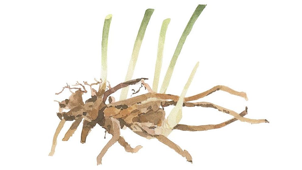 Ruscus Aculeatus Root Extract - Weleda