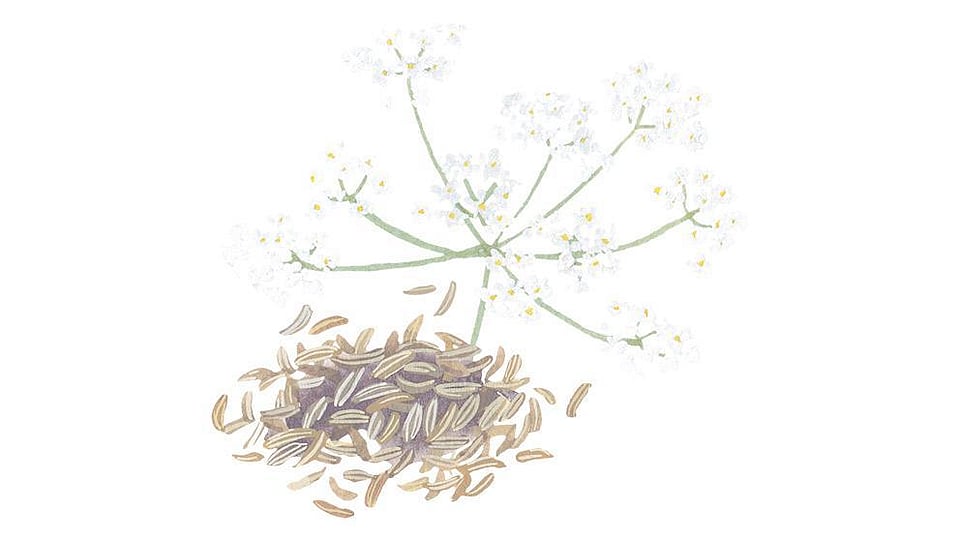 Carum carvi - Weleda